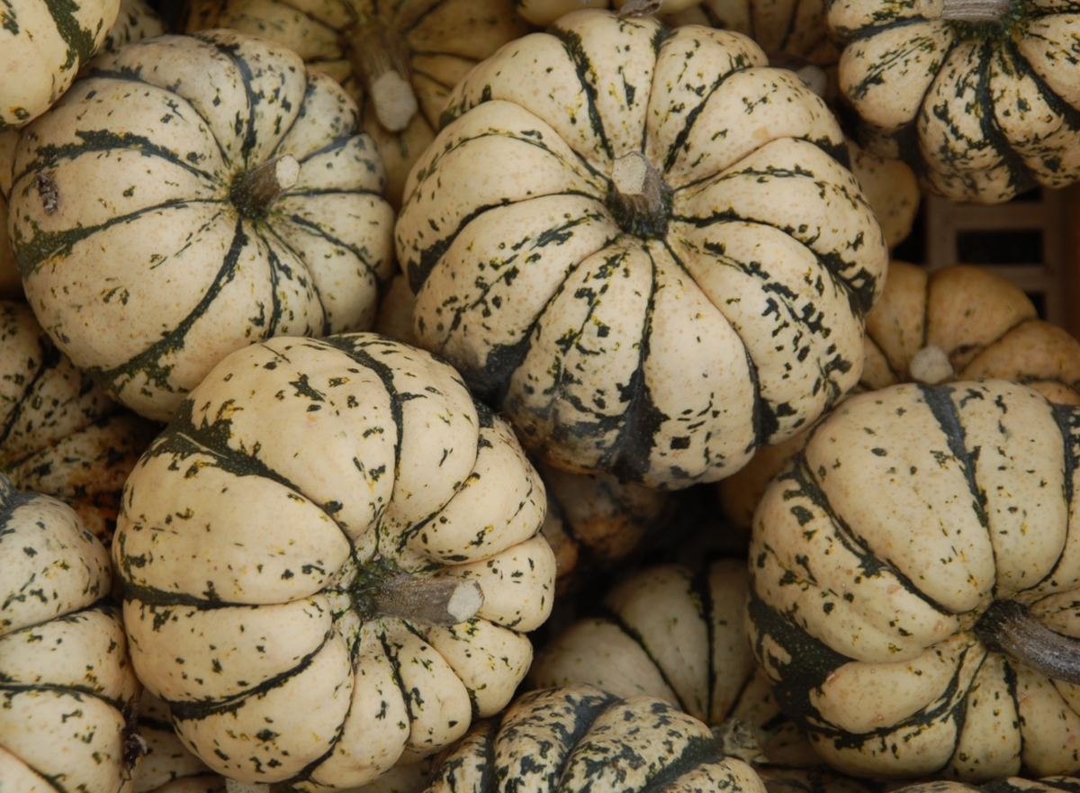 Archives des Les courges - Ça se cultive