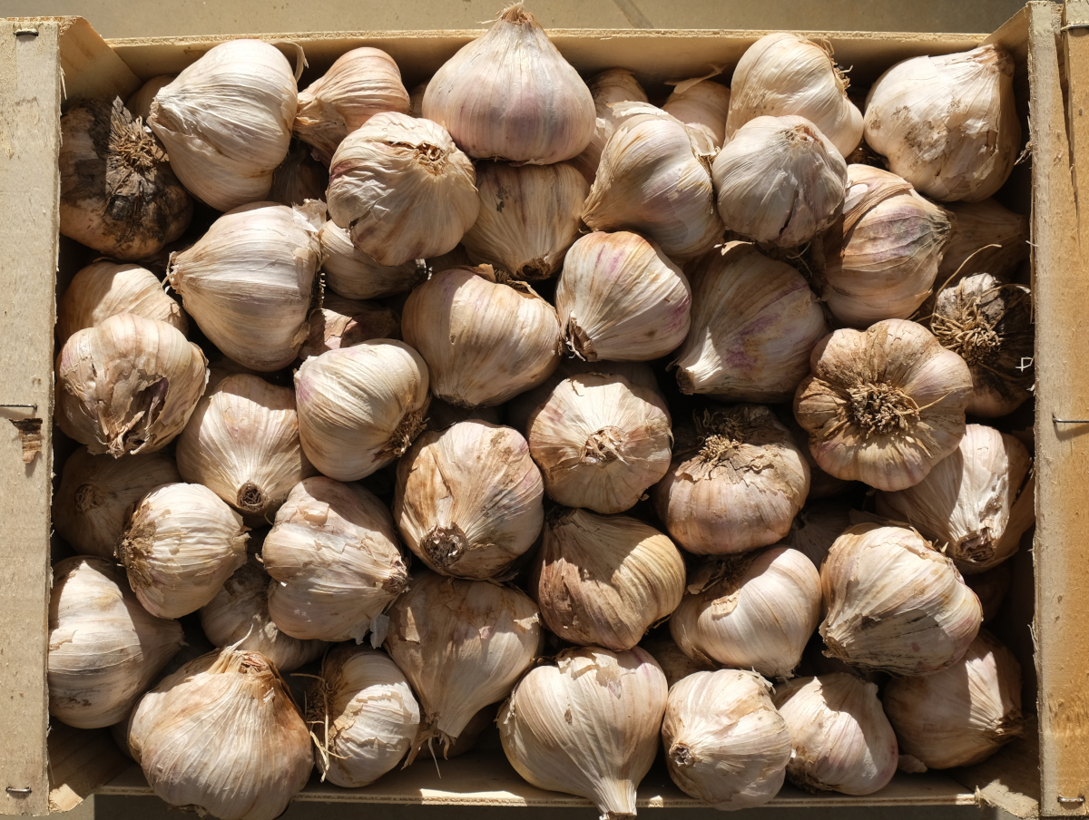 Archives des Ail oignon échalote - Ça se cultive