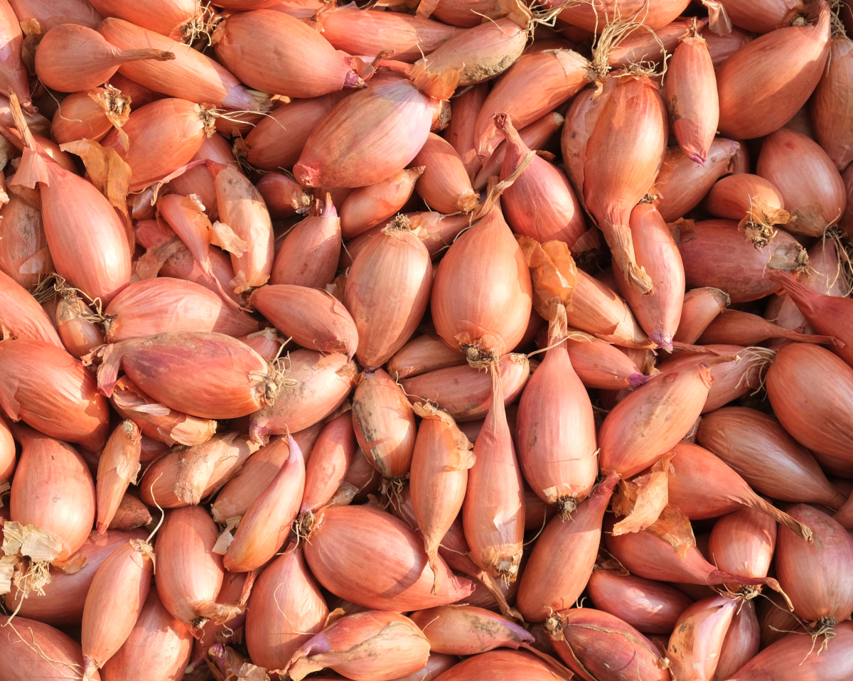 Archives des Ail oignon échalote - Ça se cultive