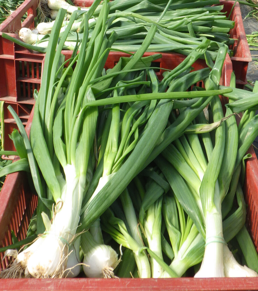 Archives des Les bottes de légumes - Ça se cultive