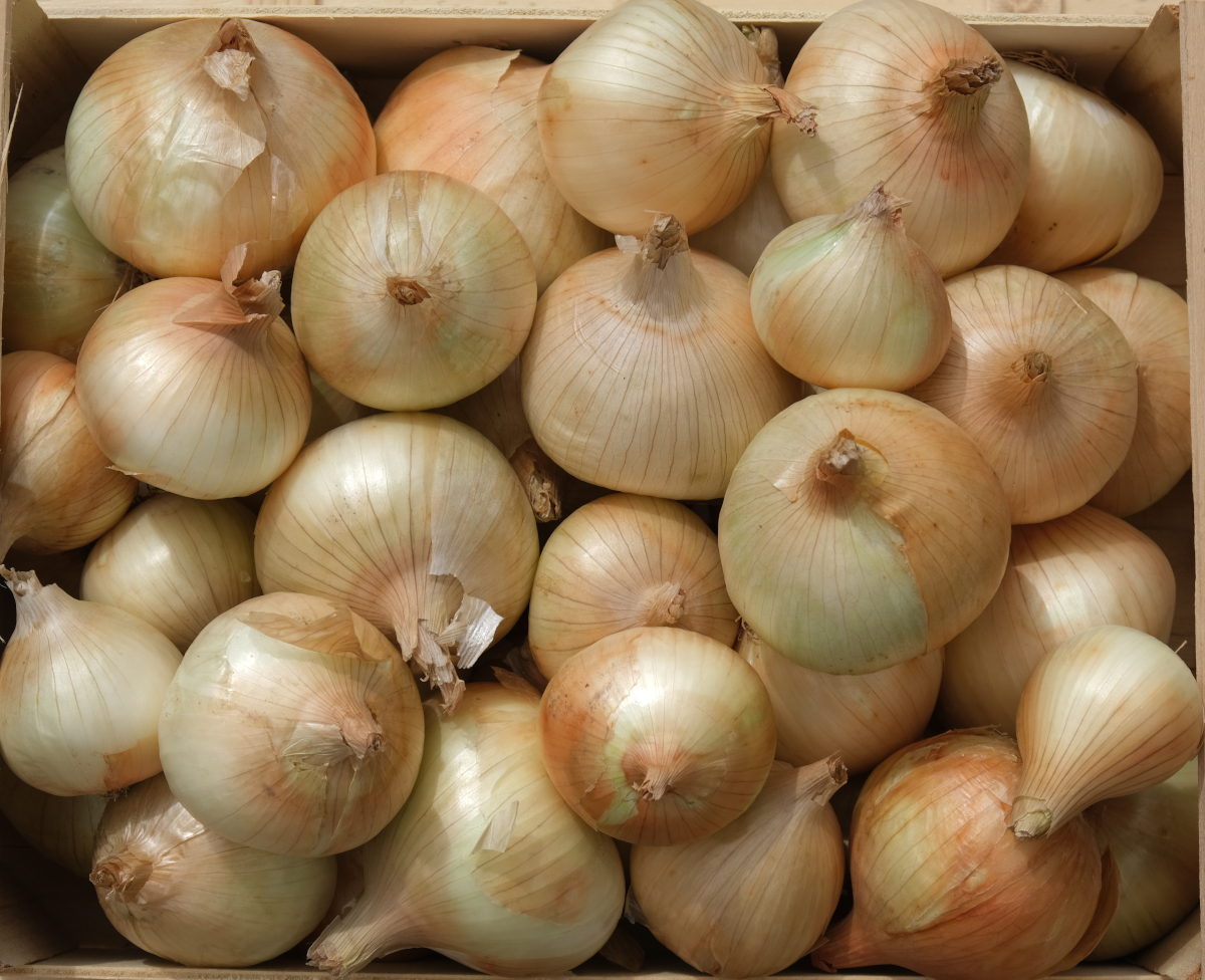 Archives des Ail oignon échalote - Ça se cultive